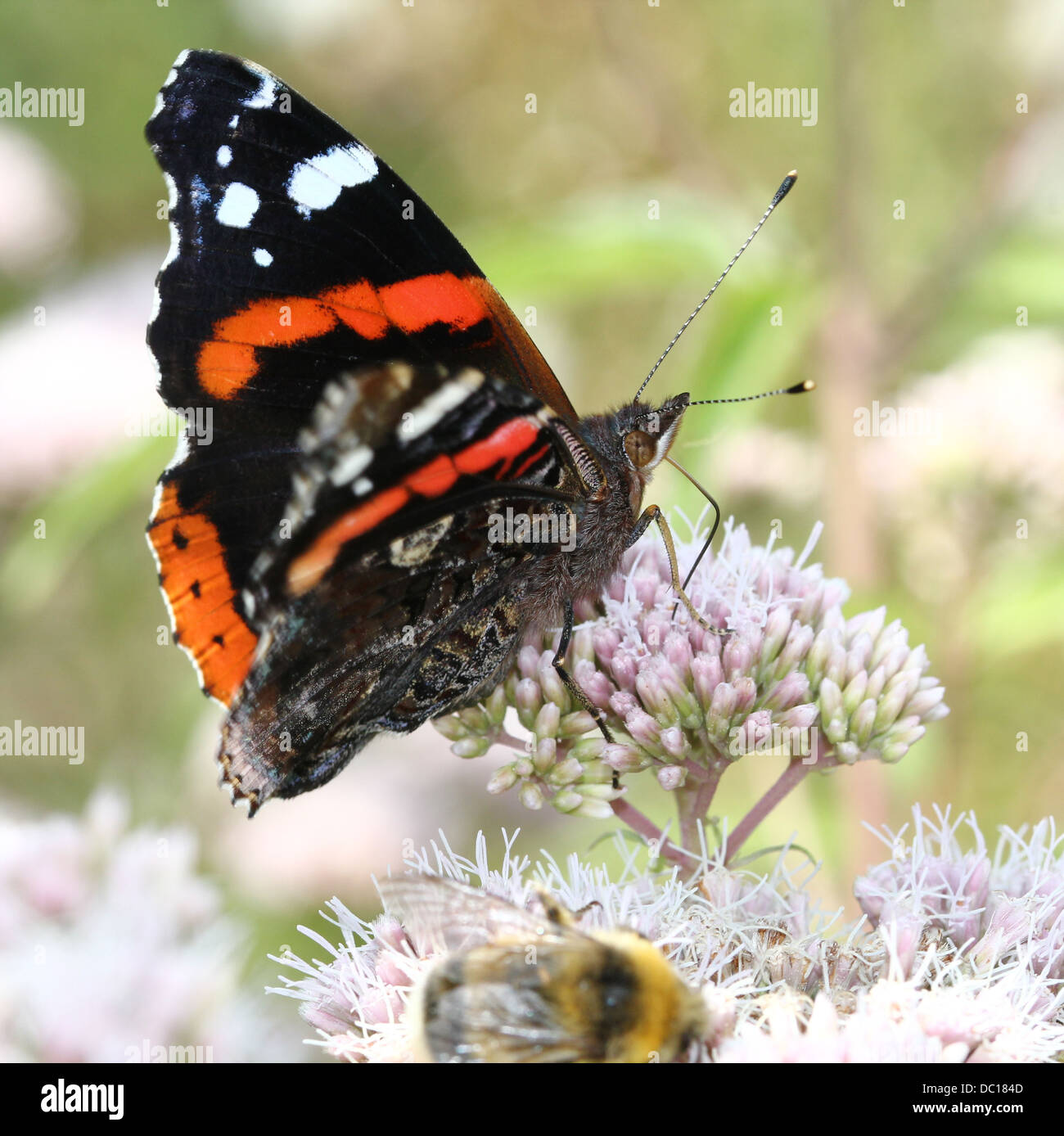 Images de papillon amiral rouge Banque de photographies et d’images à ...
