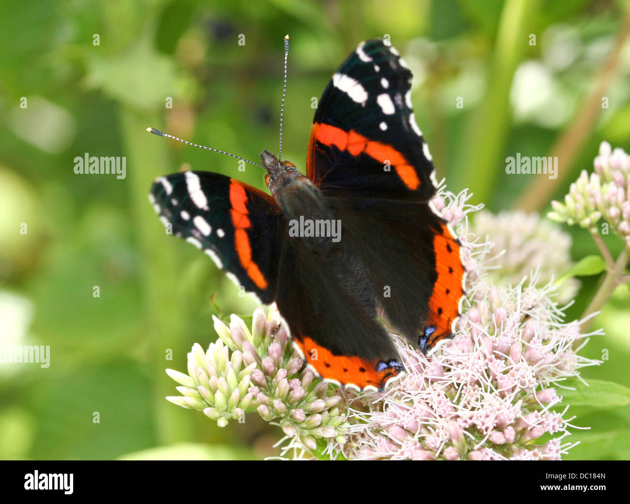 Papillon amiral rouge france Banque de photographies et d’images à ...