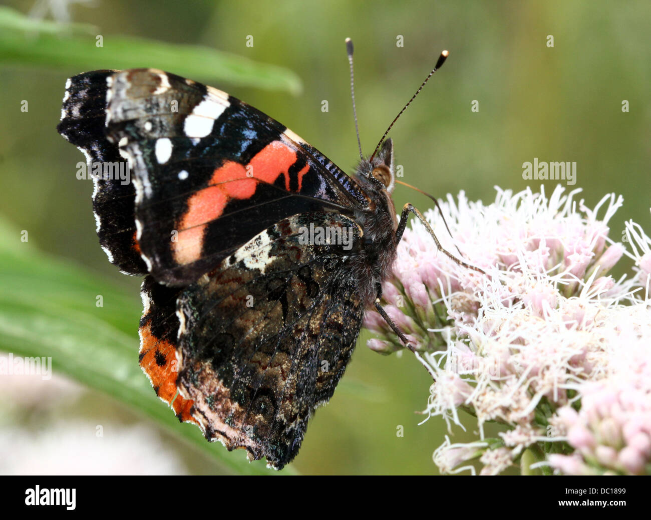Images de papillon amiral rouge Banque de photographies et d’images à ...
