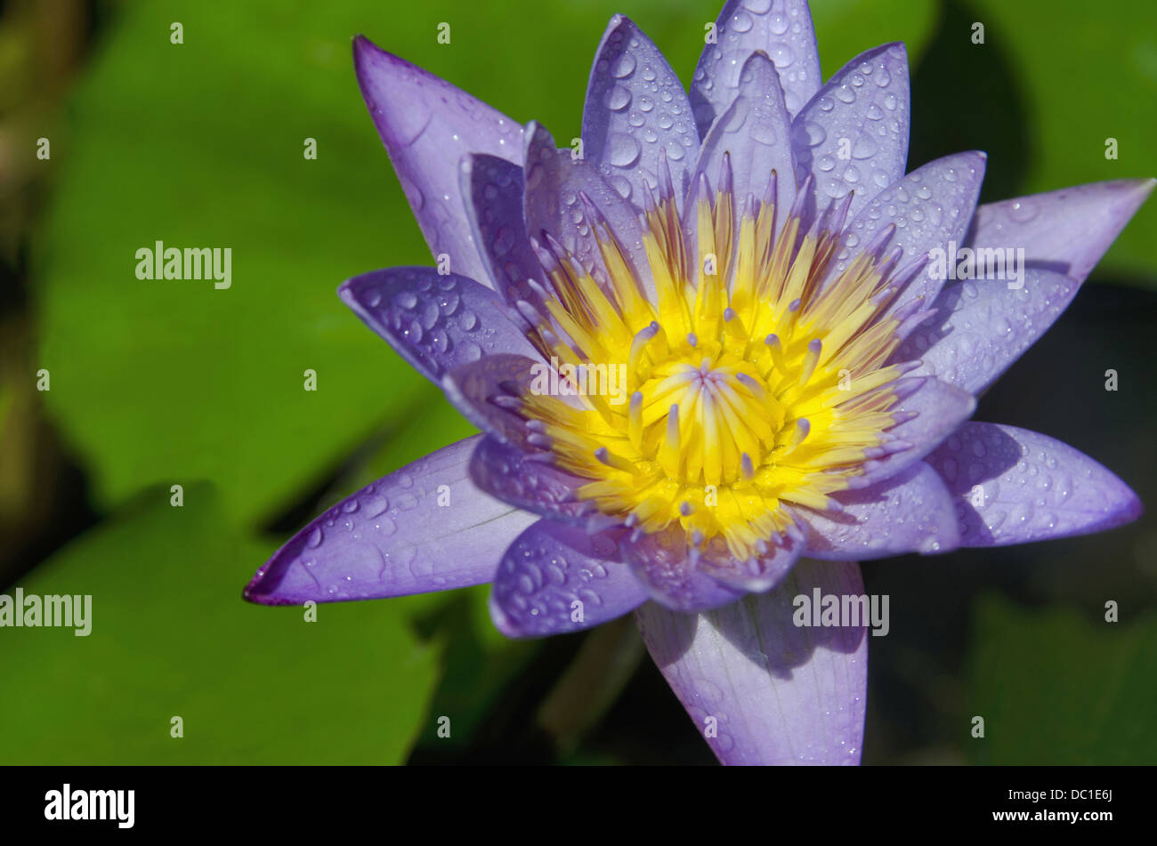 Pink lotus the national flower of india Banque de photographies et d ...