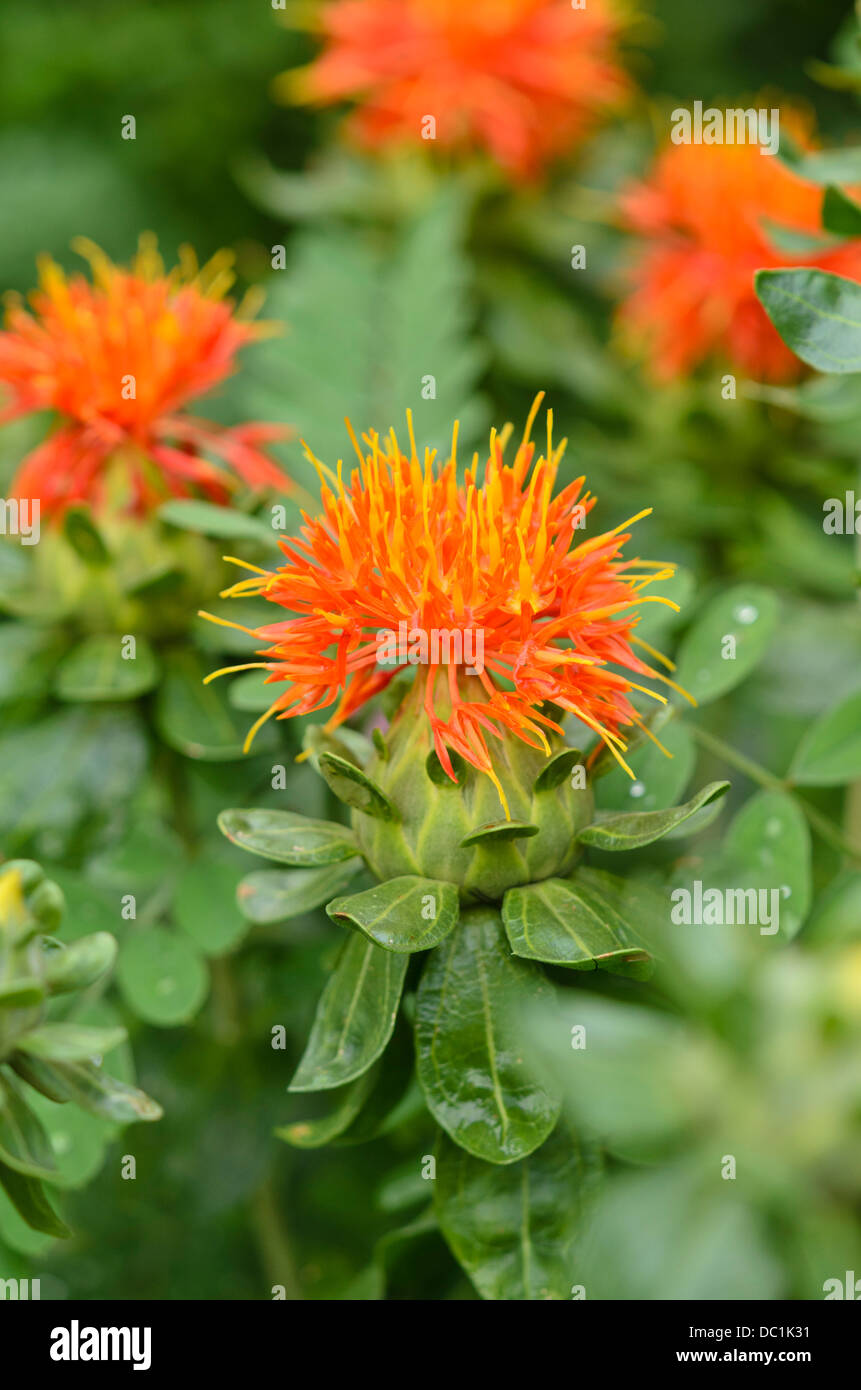 Carthamus chardon Banque de photographies et d’images à haute ...