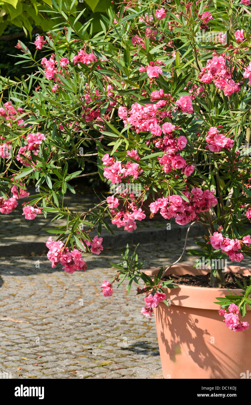 Laurier-rose (Nerium oleander Photo Stock - Alamy