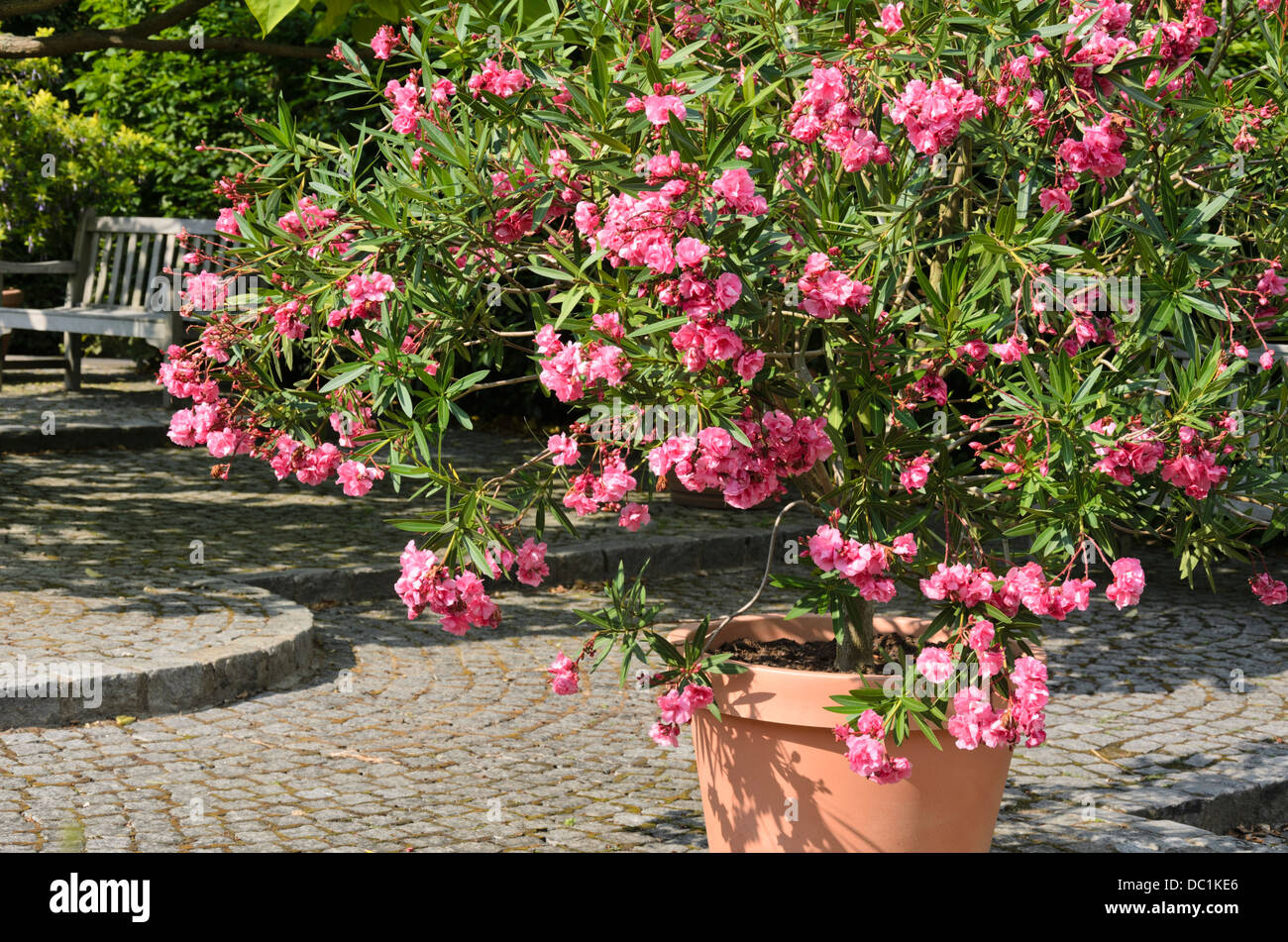 Laurier-rose (Nerium oleander Photo Stock - Alamy