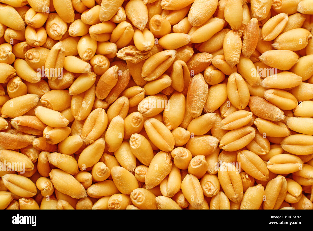 Les grains de blé en milieu agricole. Les grains de blé de la texture ...