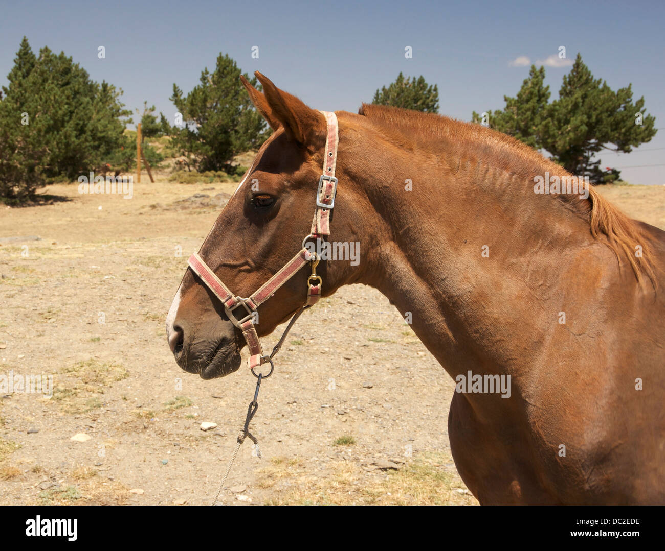 Cheval de profil Banque de photographies et d’images à haute résolution ...