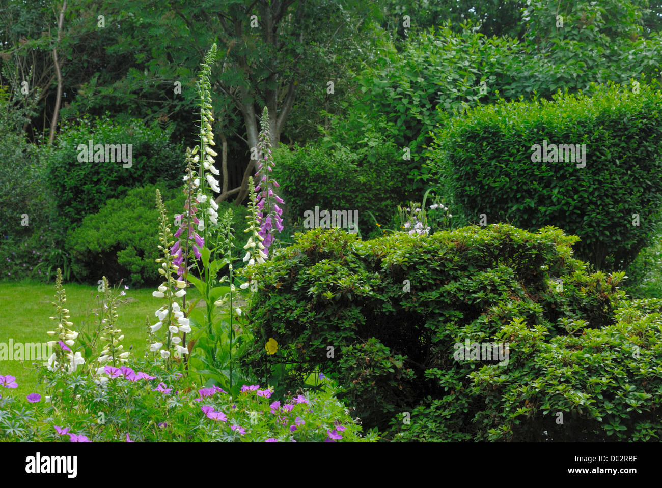 Digitale en fleur Banque de photographies et d’images à haute ...