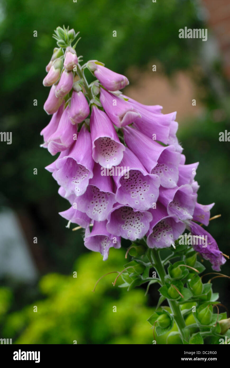 Digitale en fleur Banque de photographies et d’images à haute ...