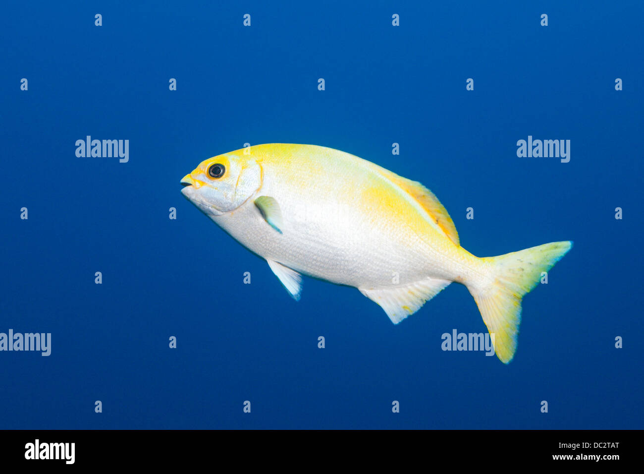 Mer jaune Banque de photographies et d’images à haute résolution - Alamy