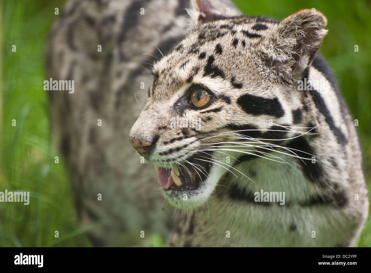La panthère nébuleuse Neofelis Nebulova big cat en captivité Photo ...