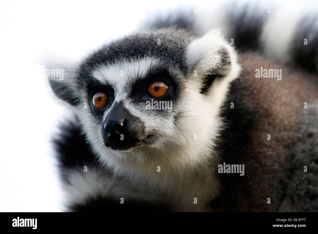 Lemur feet Banque de photographies et d’images à haute résolution - Alamy