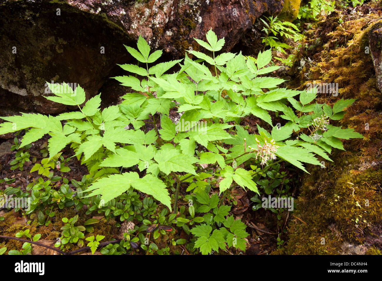Pousse pousse rouge Banque de photographies et d’images à haute ...