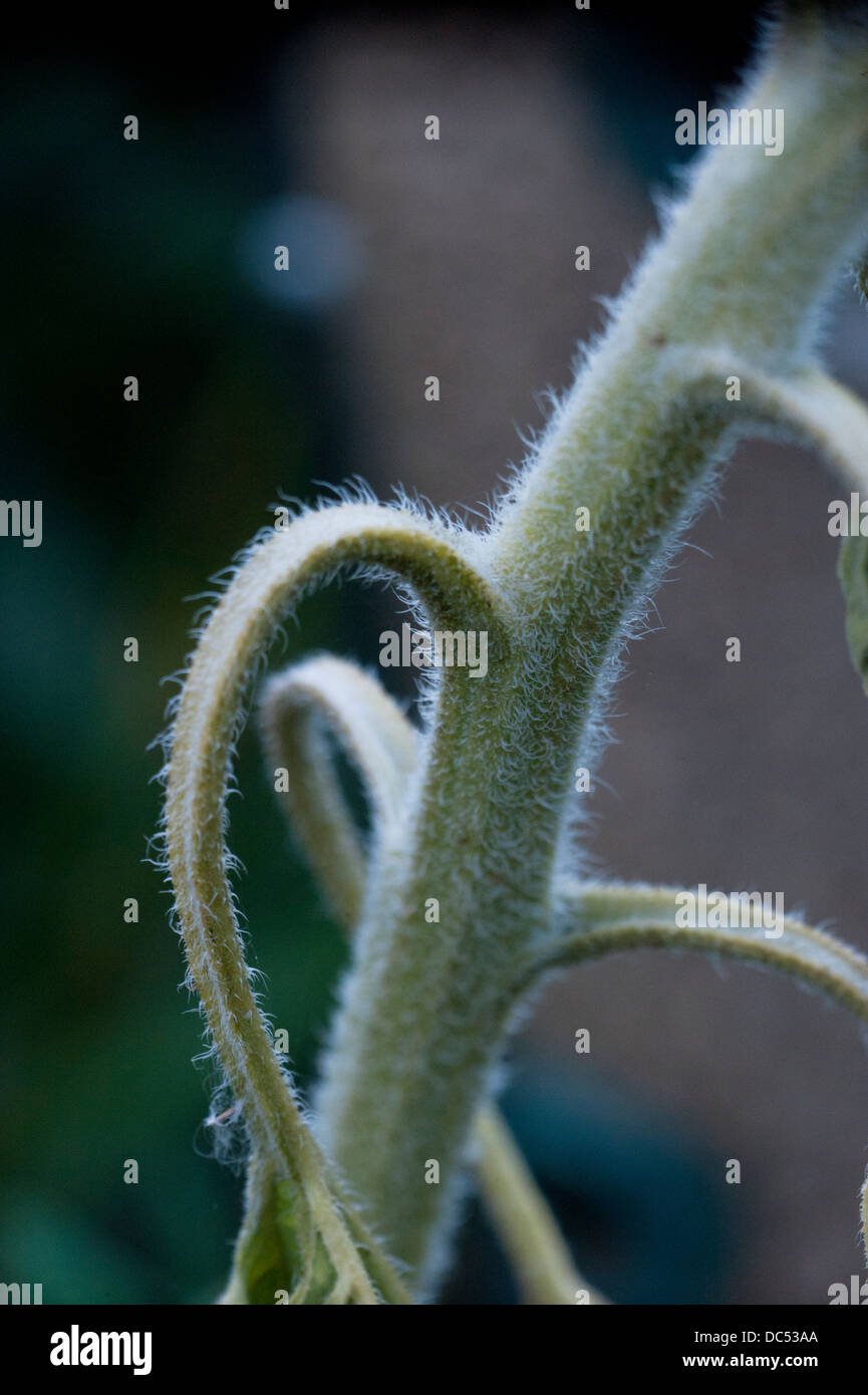 Tige velue Banque de photographies et d’images à haute résolution - Alamy