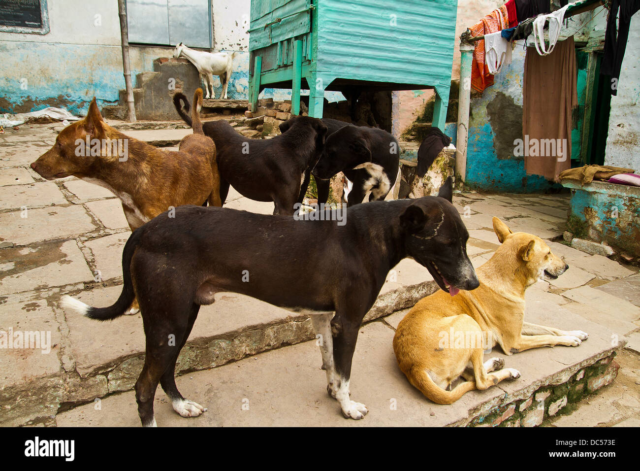 Stray dogs Banque de photographies et d’images à haute résolution - Alamy