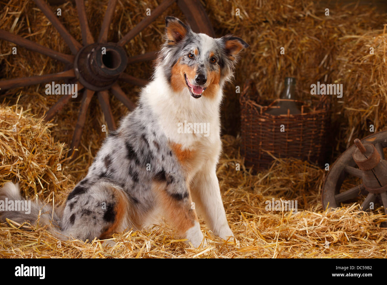 Berger Australien, femelle, blue-merle |berger australien, Huendin ...