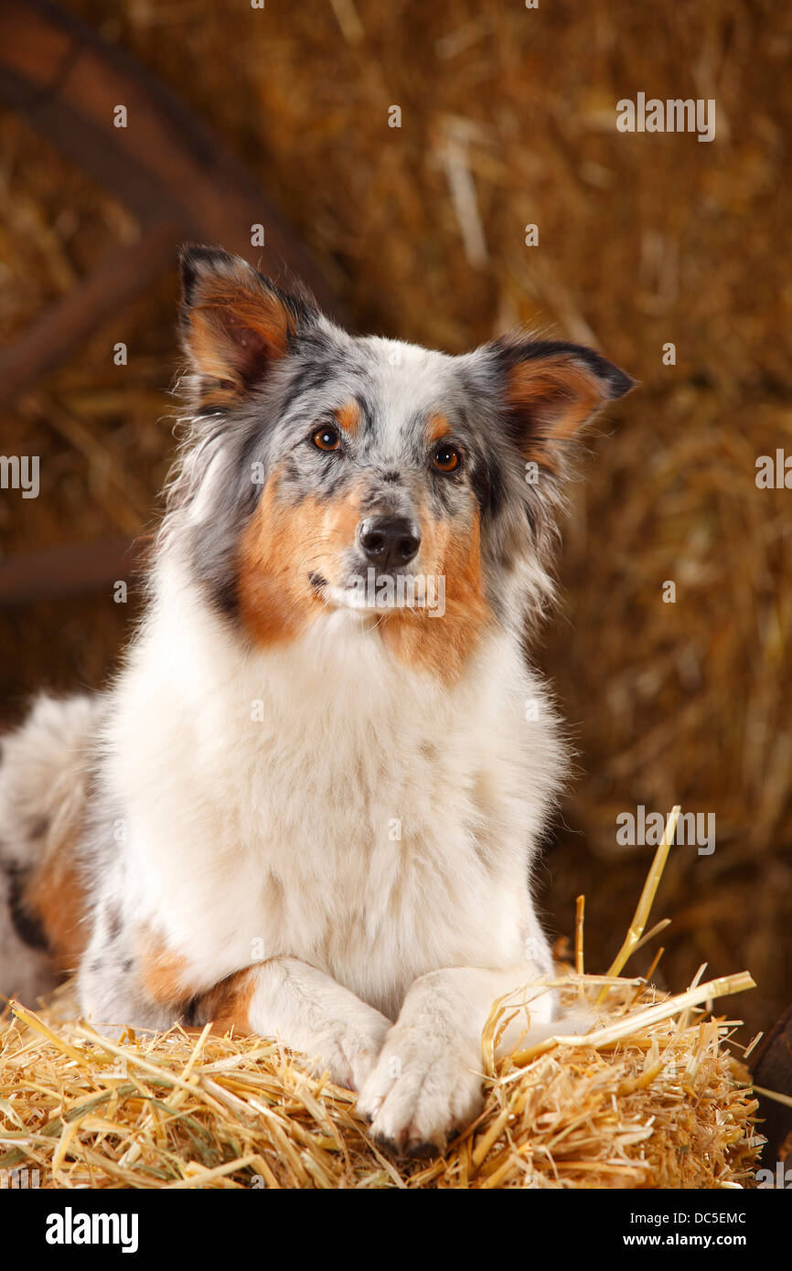 Berger Australien, femelle, blue-merle |berger australien, Huendin ...