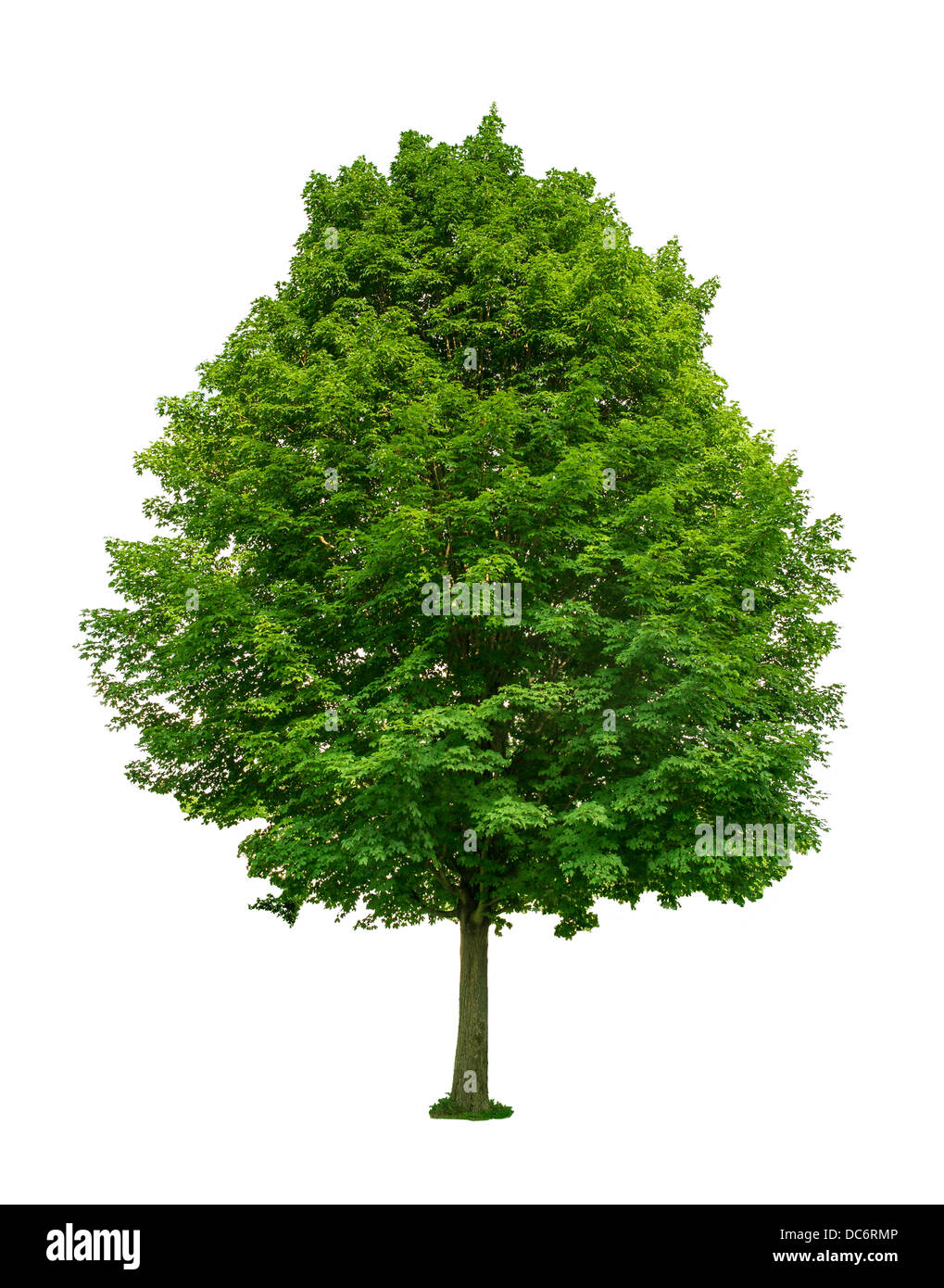 érable vert Banque d'images détourées - Alamy