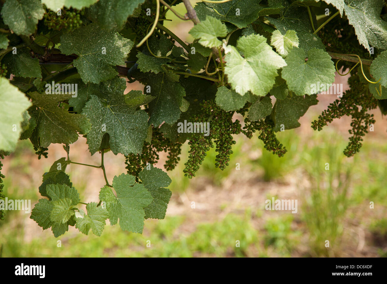 Arbre fruitier de raisin Banque de photographies et d’images à haute ...