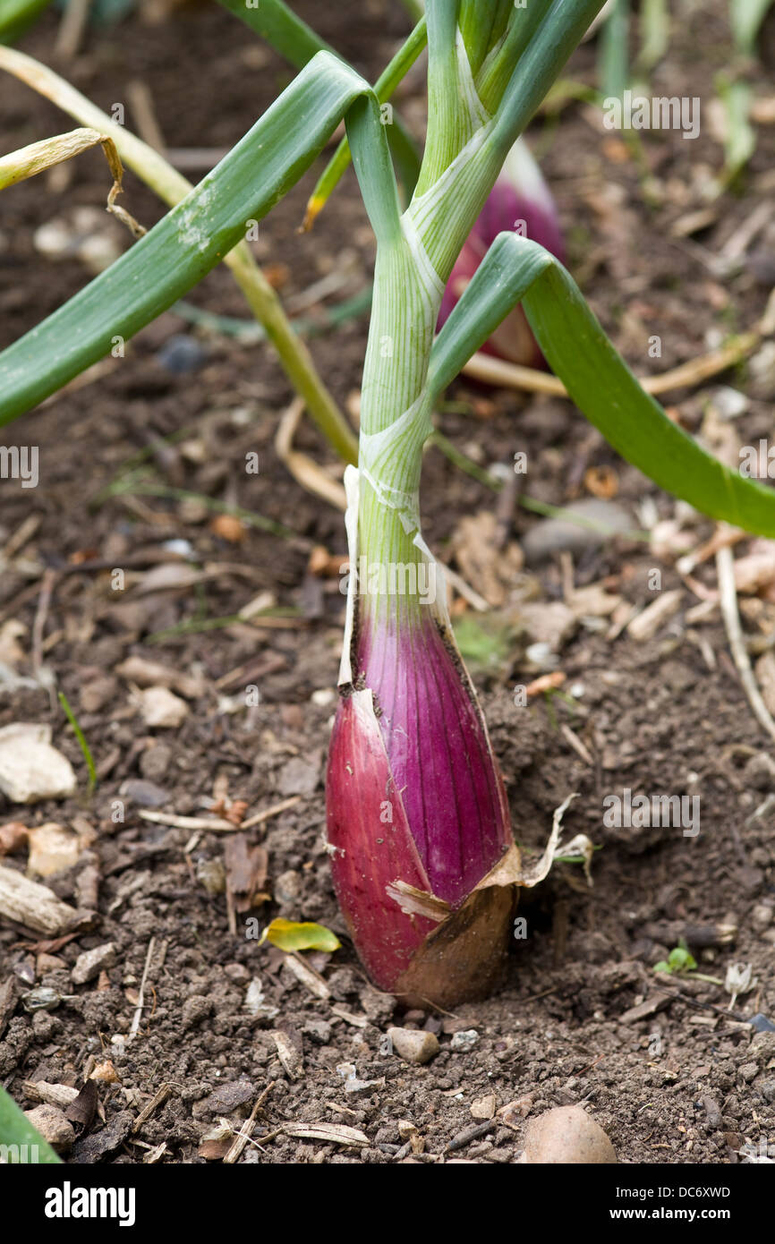 Onion long red florence Banque de photographies et d’images à haute ...