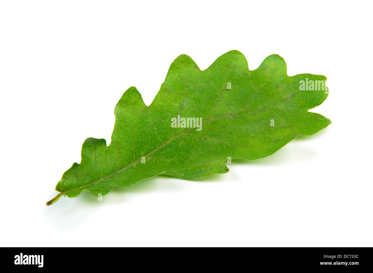 Feuille de chene Banque de photographies et d’images à haute résolution ...