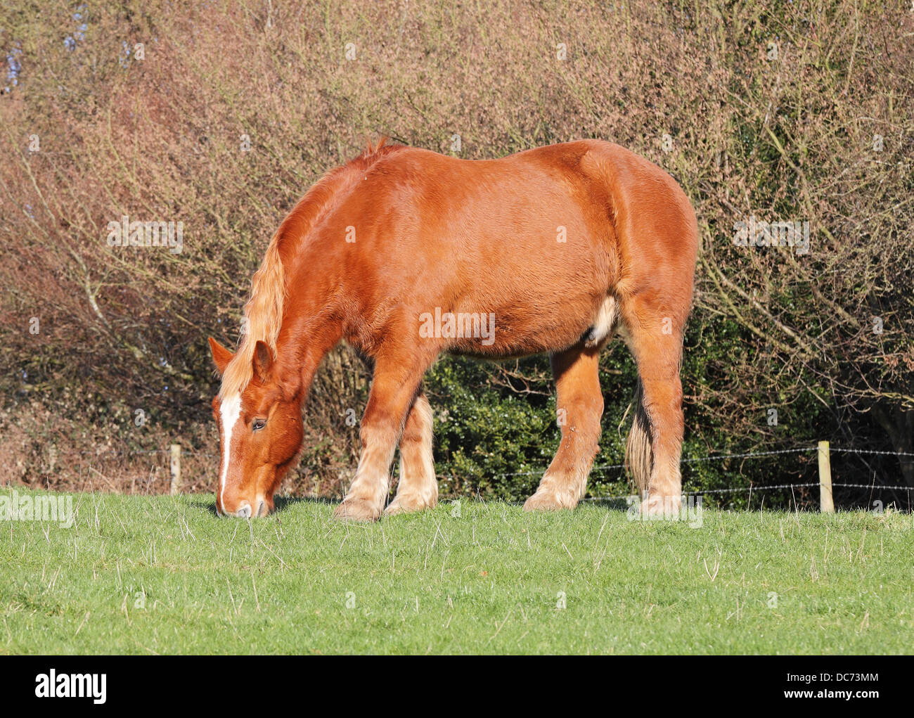 Suffolk Punch Banque d'image et photos - Alamy