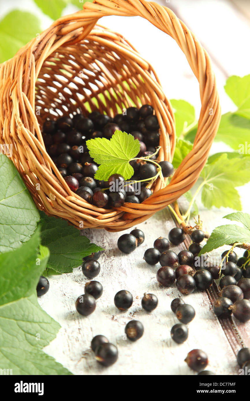 Cassis noir Banque de photographies et d’images à haute résolution - Alamy