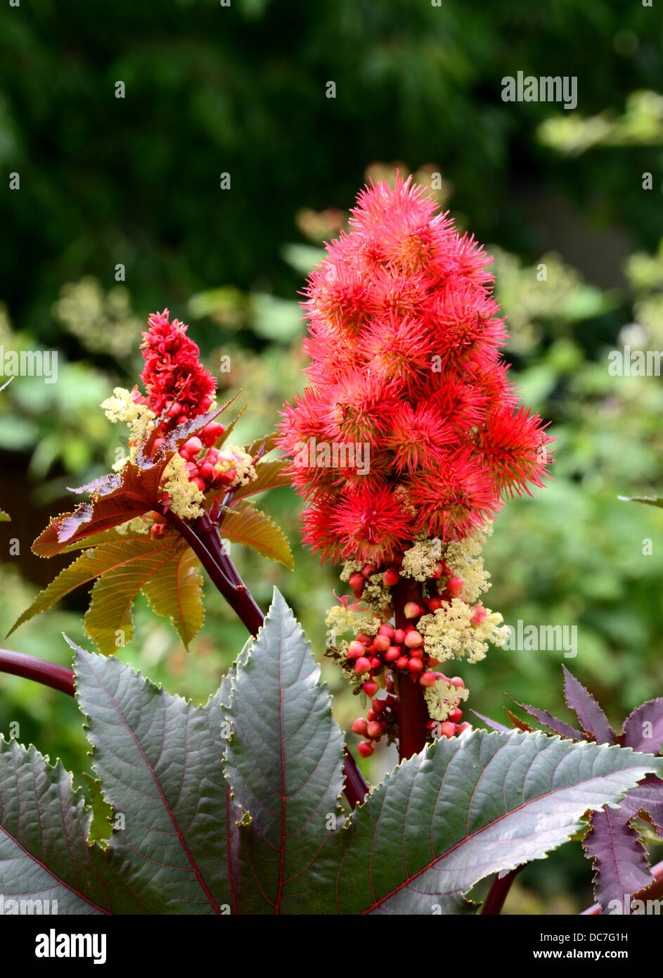 Ricinus communis carmencita Banque de photographies et d’images à haute ...