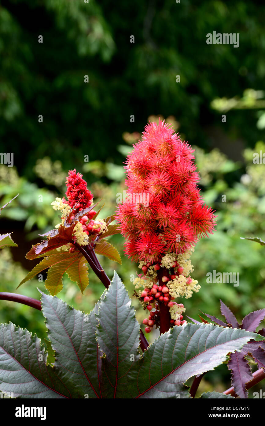 'Le ricin ricinus communis' var. Carmencita rouge vif Photo Stock - Alamy