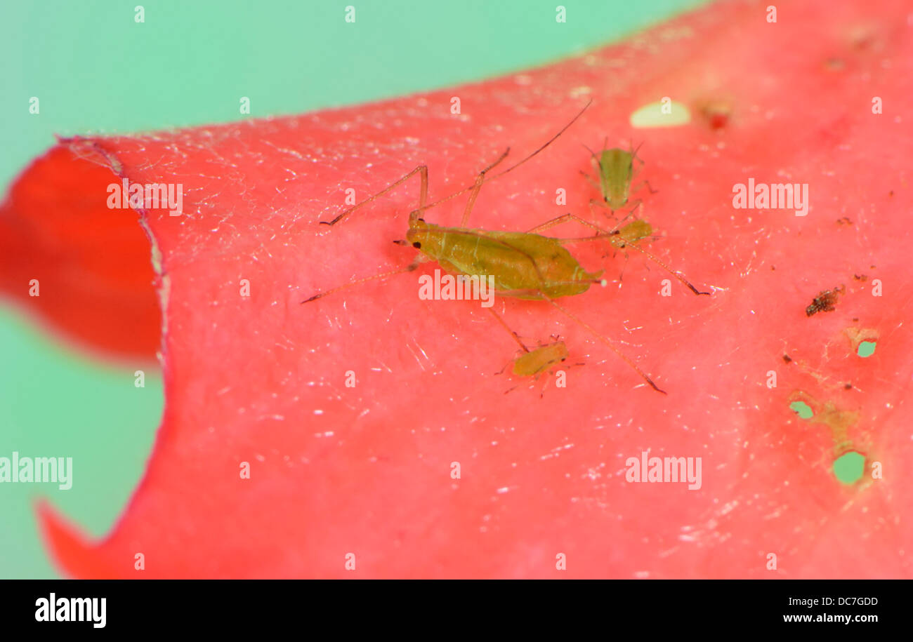 Pucerons roses Banque de photographies et d’images à haute résolution ...