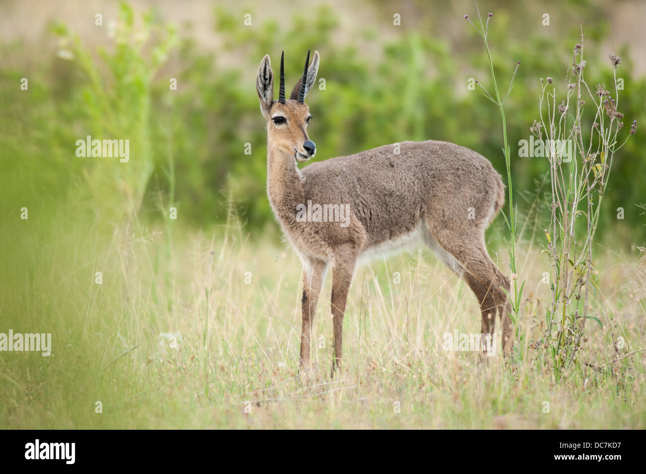Vaal rhebok Banque de photographies et d’images à haute résolution - Alamy