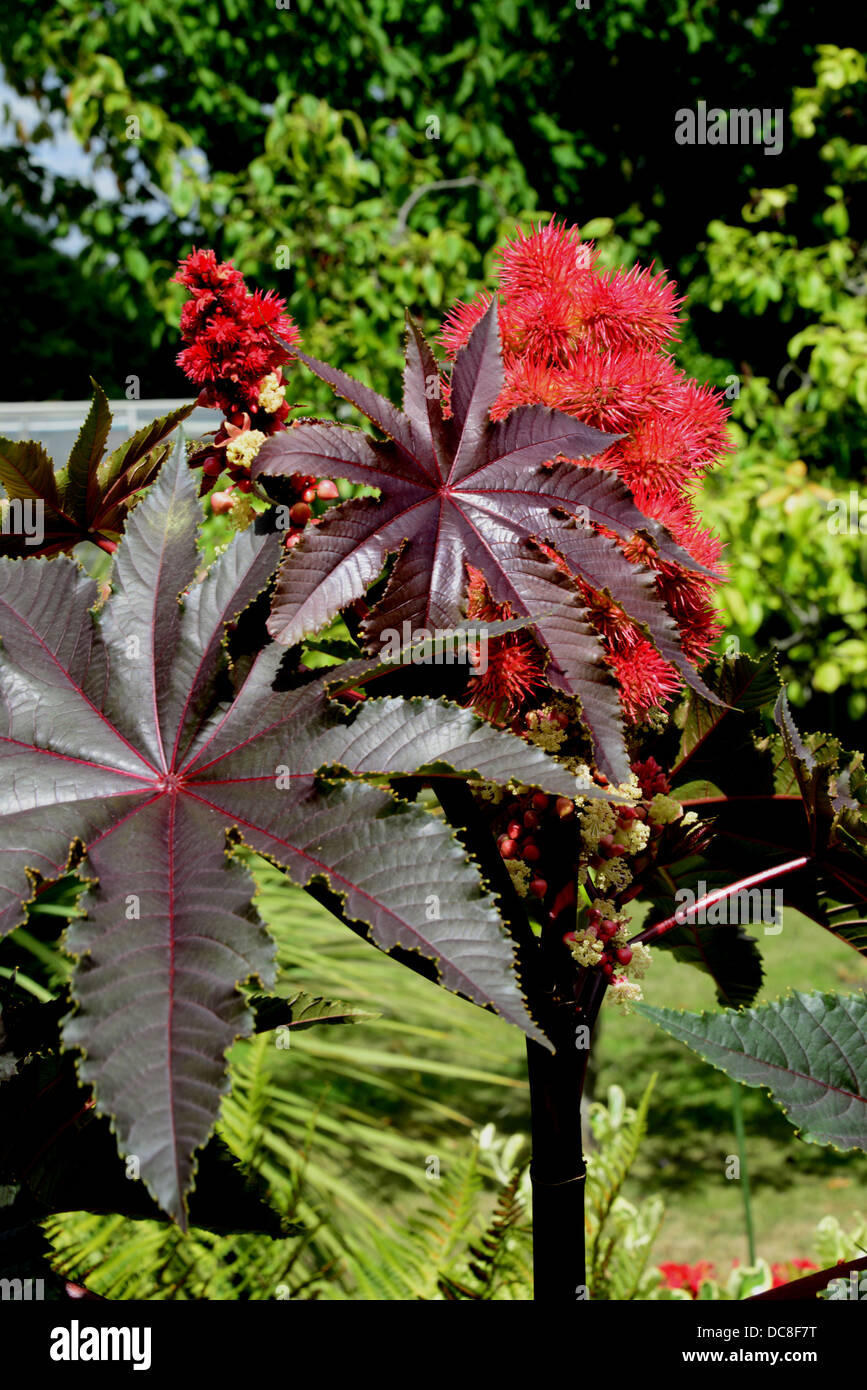 Le ricin 'rininus communis' ( Carmencita rouge vif Photo Stock - Alamy