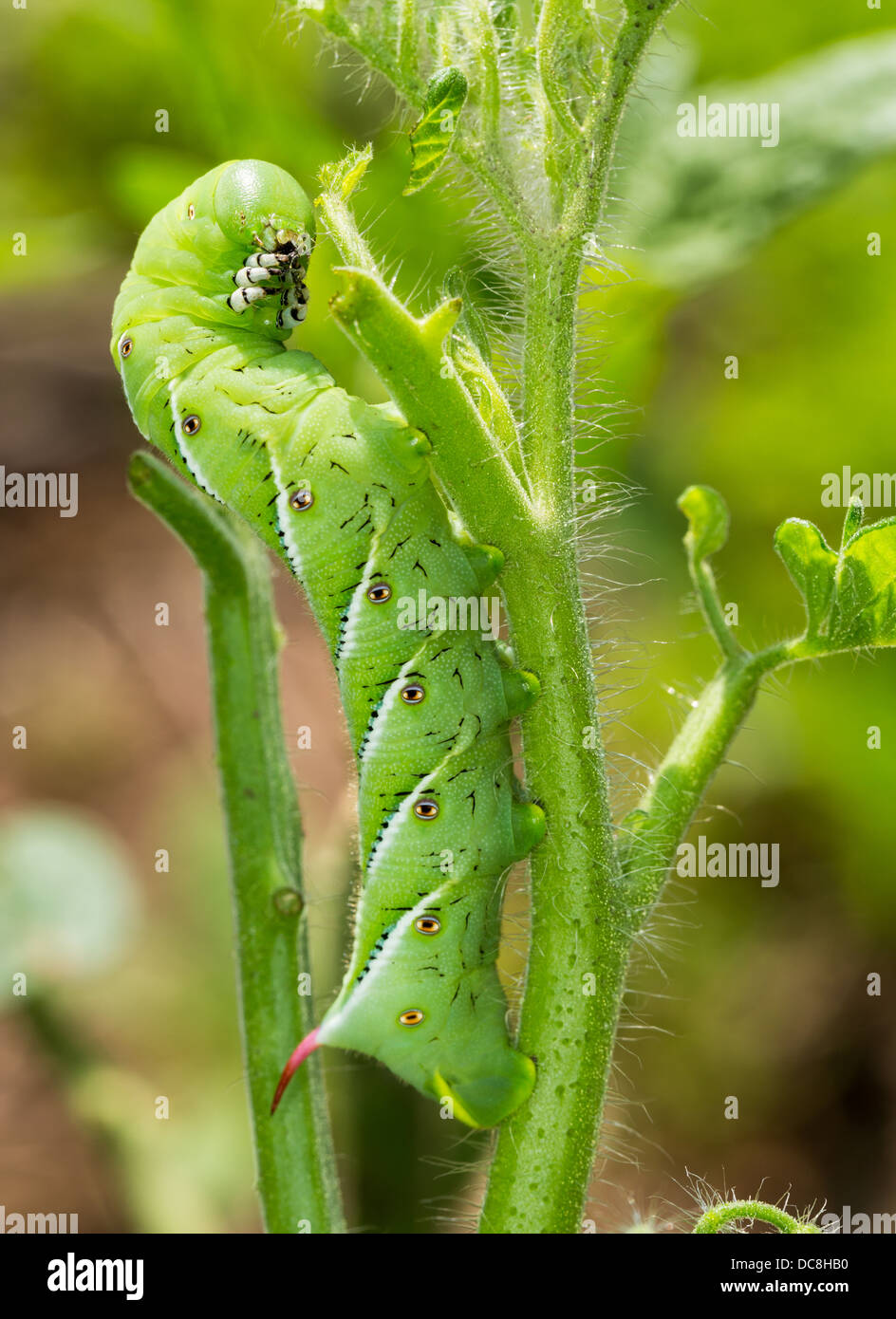 Sphinx de la tomate avec de multiples taches oculaires caterpillar ...
