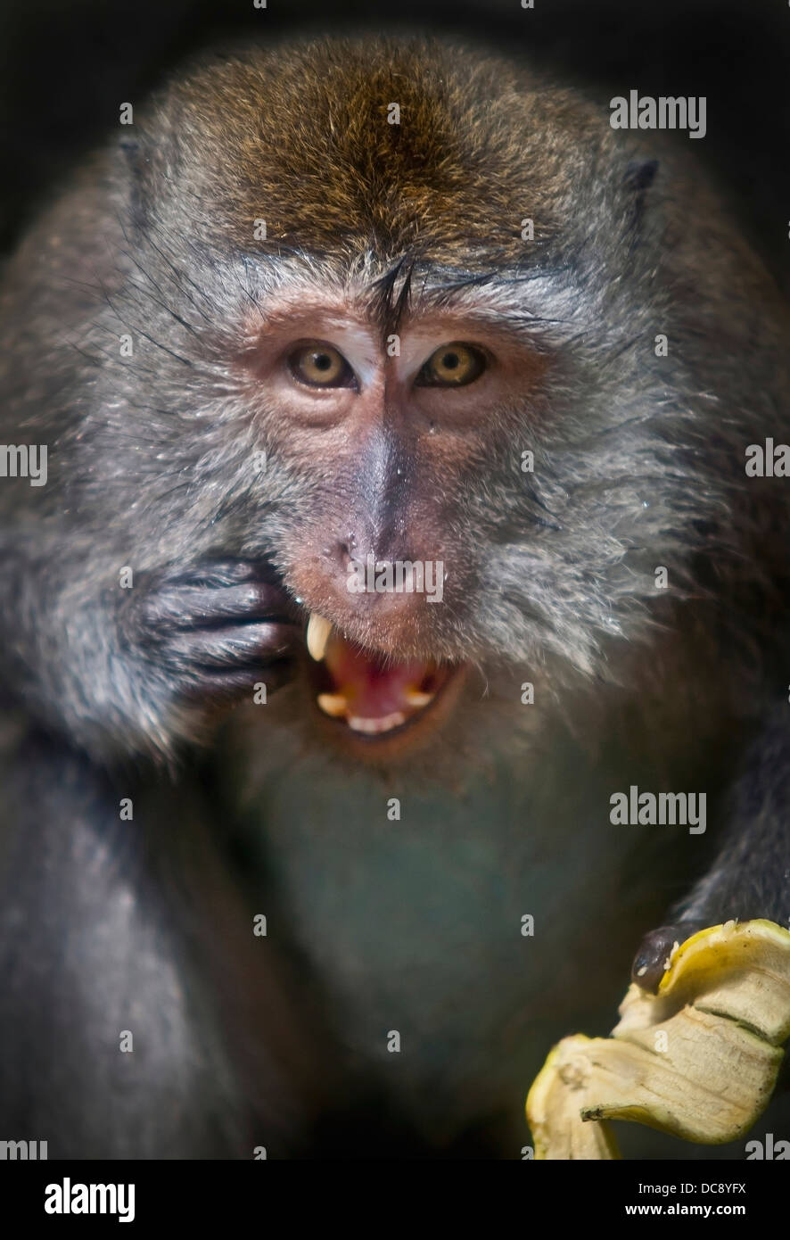 Singe mangeant des bananes Banque de photographies et d’images à haute ...