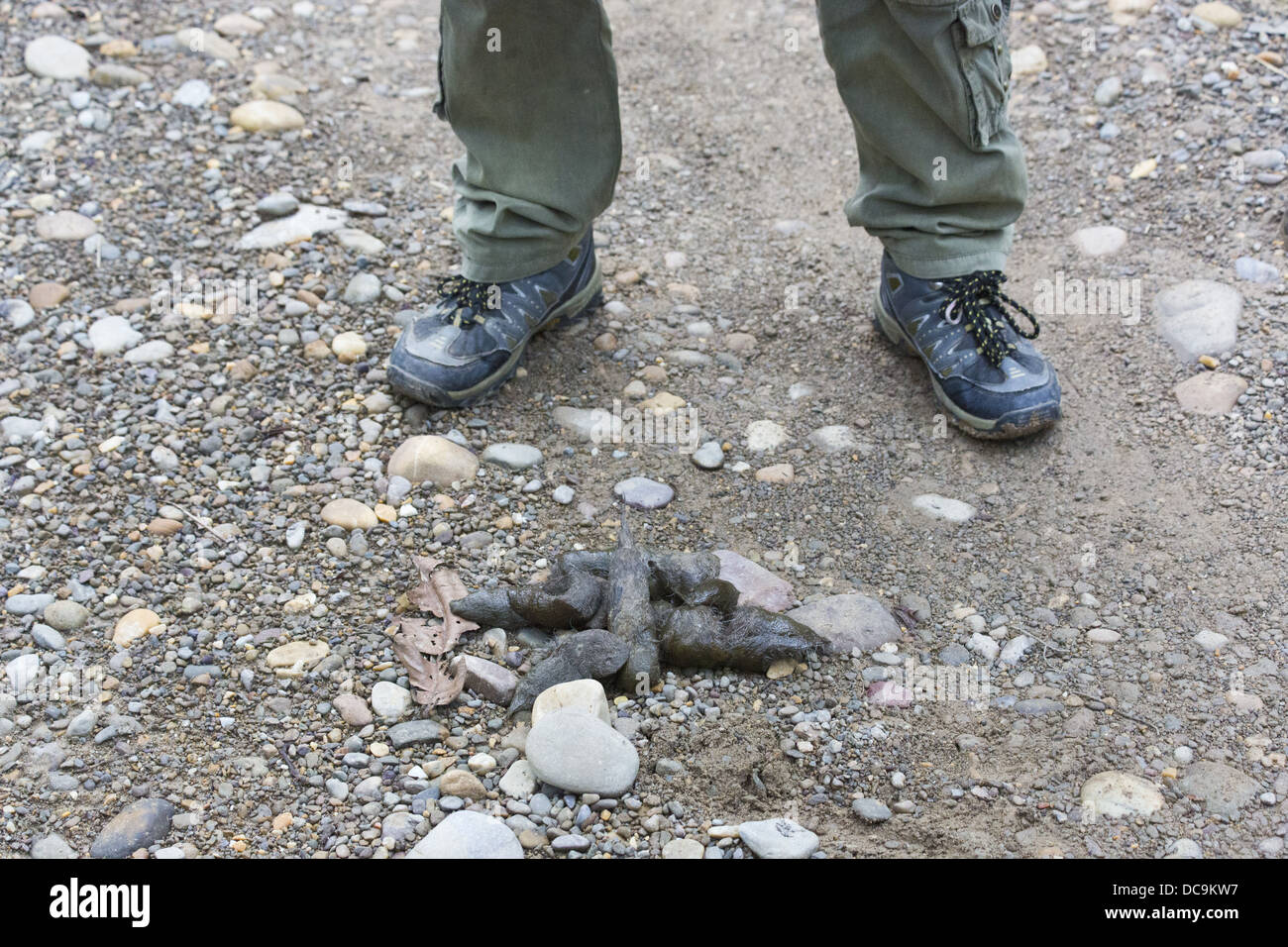 Caca de tigre Banque de photographies et d’images à haute résolution ...