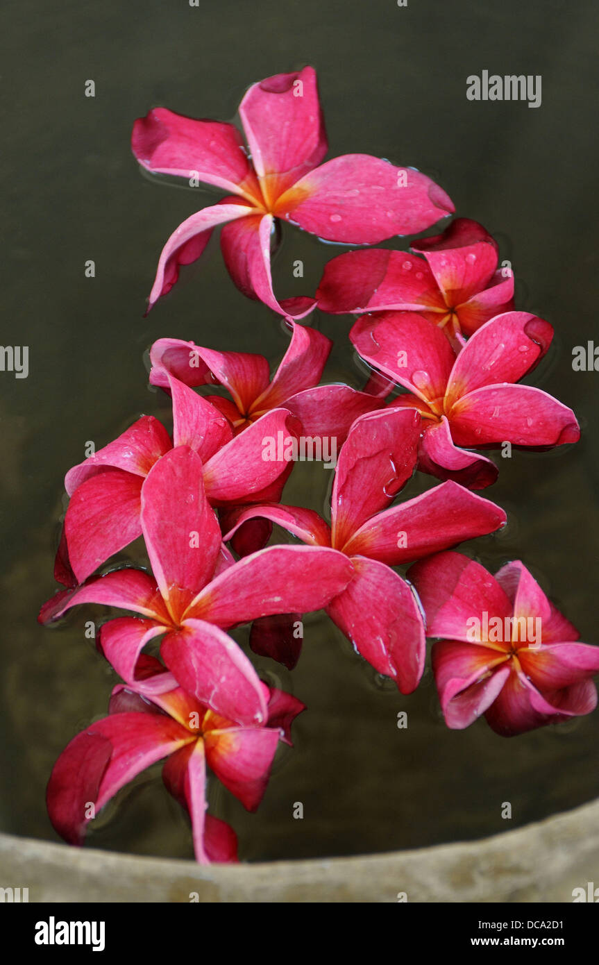 Frangipanier plumeria sp Banque de photographies et d’images à haute ...