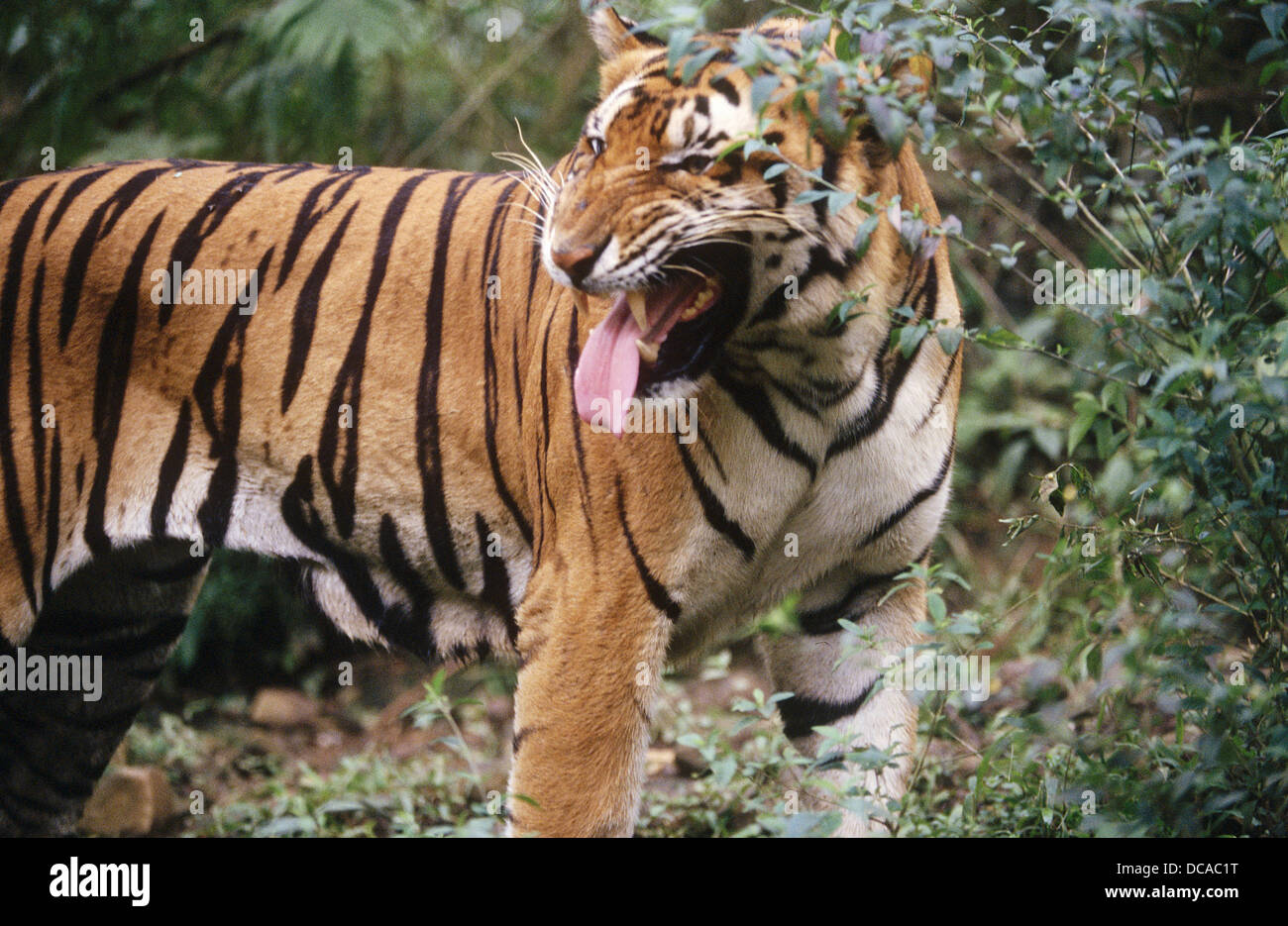 Chat Tigre De Java Banque d'image et photos - Alamy
