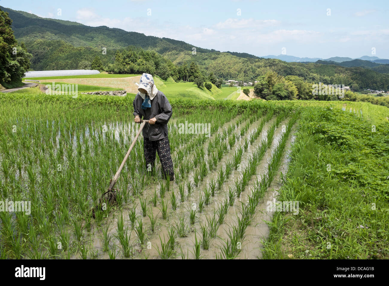 Irrigation des cultures au japon Banque de photographies et d’images à ...