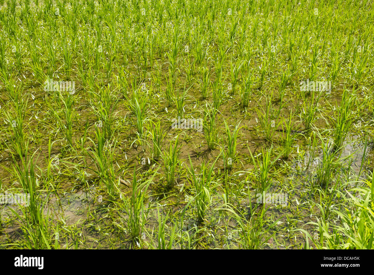 Irrigation des cultures au japon Banque de photographies et d’images à ...