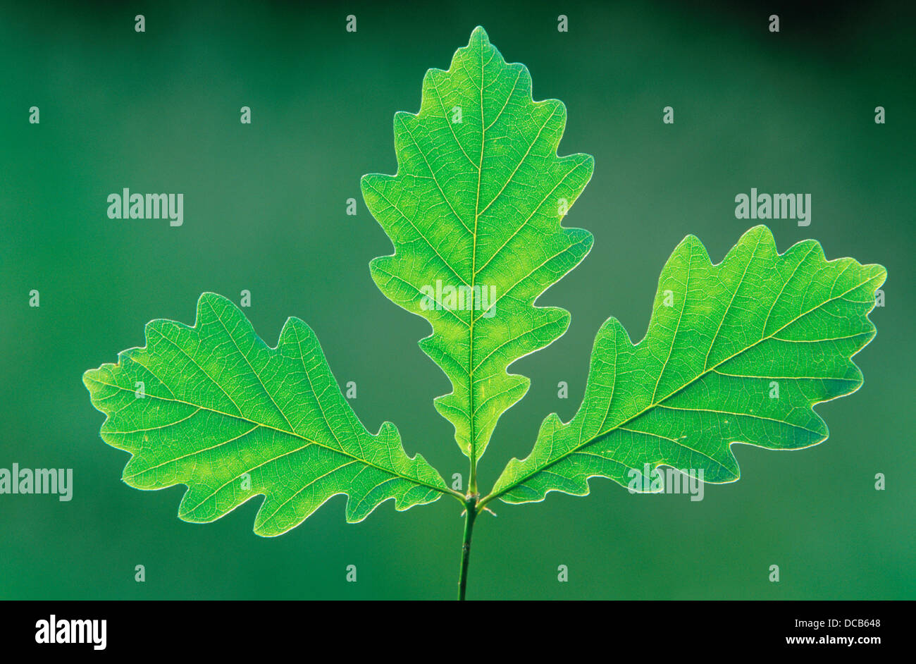 Feuille de chêne français (Quercus robur Photo Stock - Alamy
