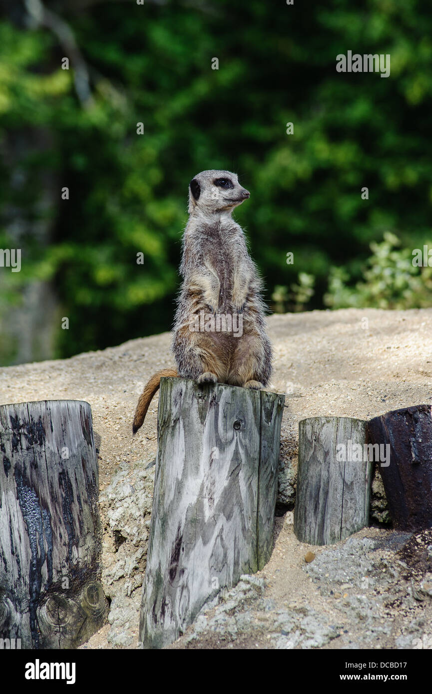 Suricates longs Banque de photographies et d’images à haute résolution ...