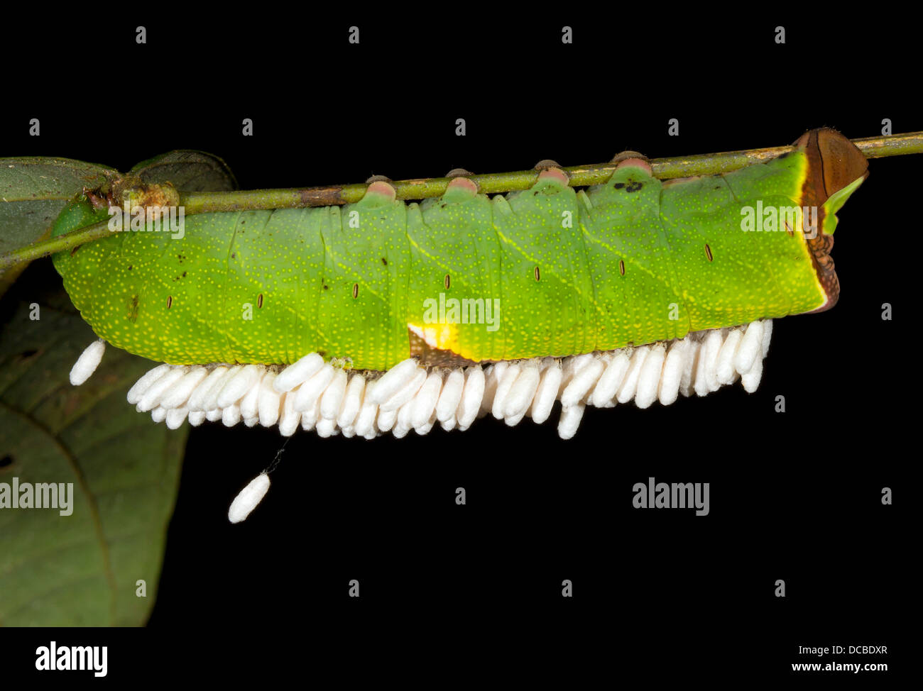Chenille parasite Banque de photographies et d’images à haute ...
