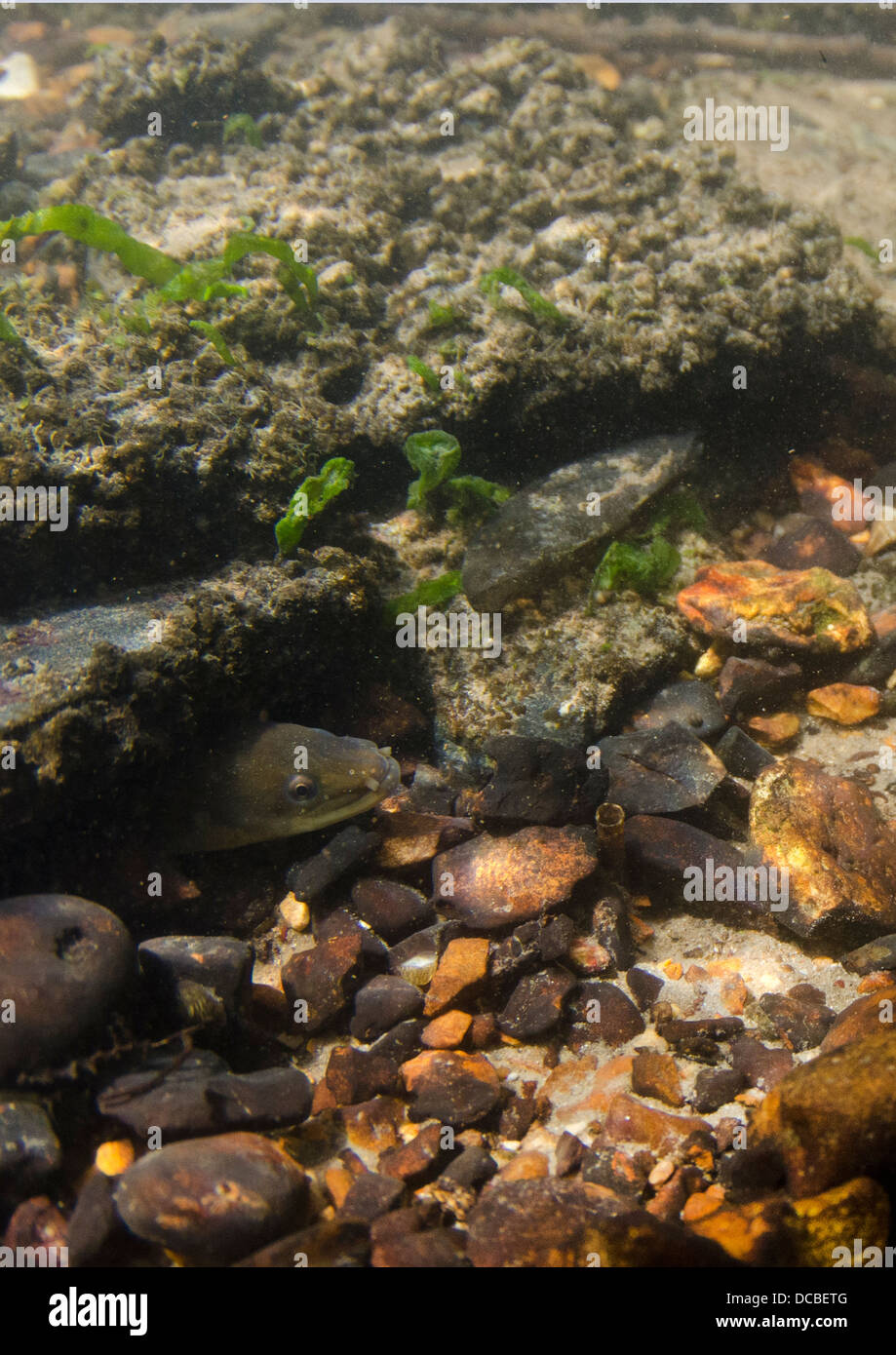 Anguille de roche Banque de photographies et d’images à haute ...