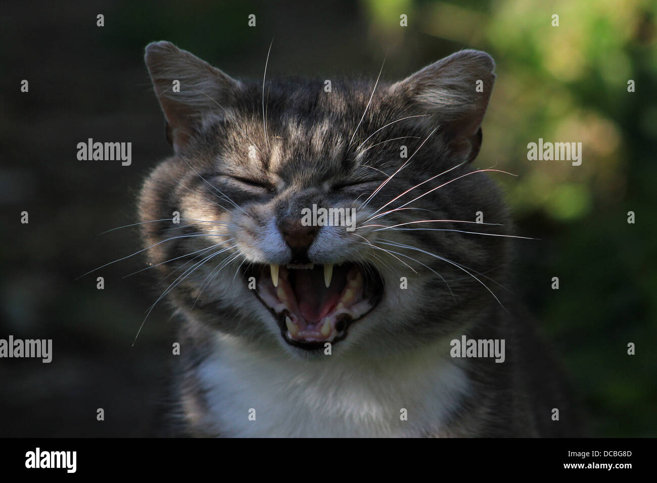 Chat qui rit Banque de photographies et d’images à haute résolution - Alamy