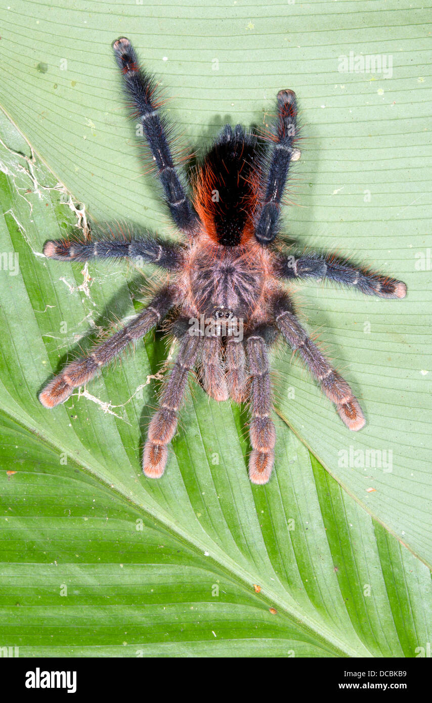 Grande Tarentule Banque d'image et photos - Alamy