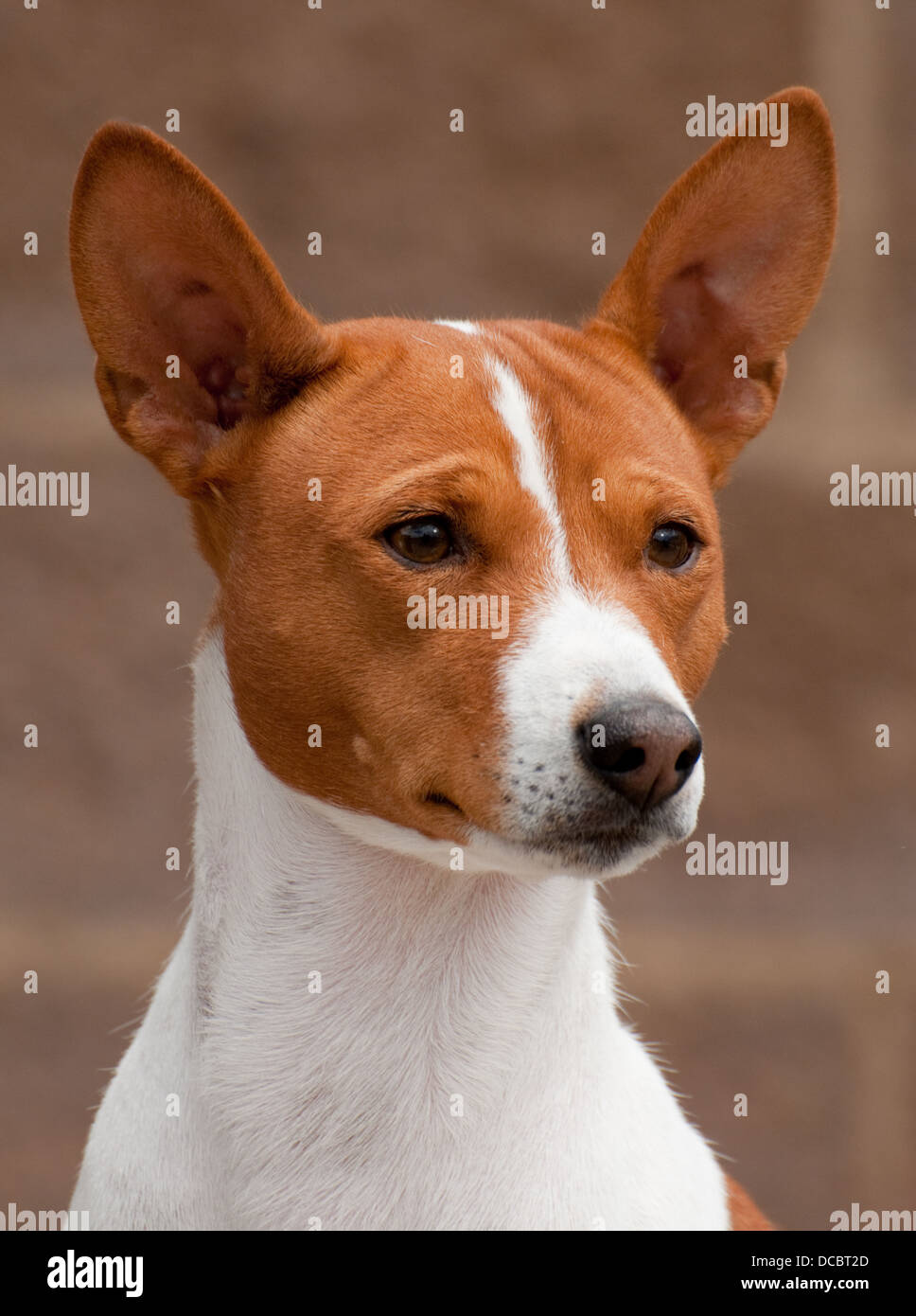 Chien congo Banque de photographies et d’images à haute résolution - Alamy