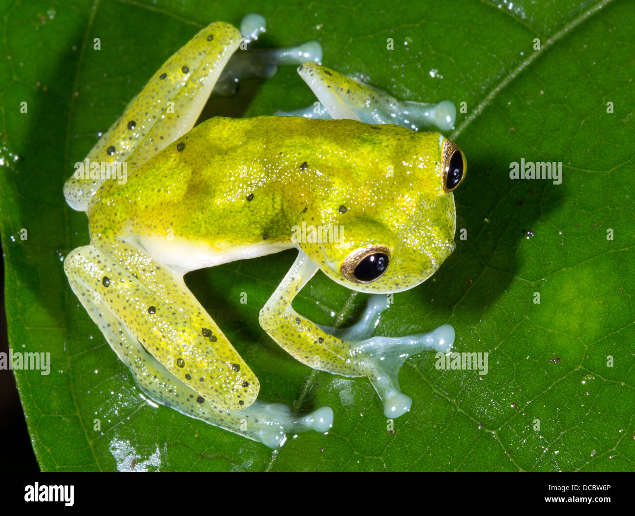 Grenouille de verre Banque de photographies et d’images à haute ...