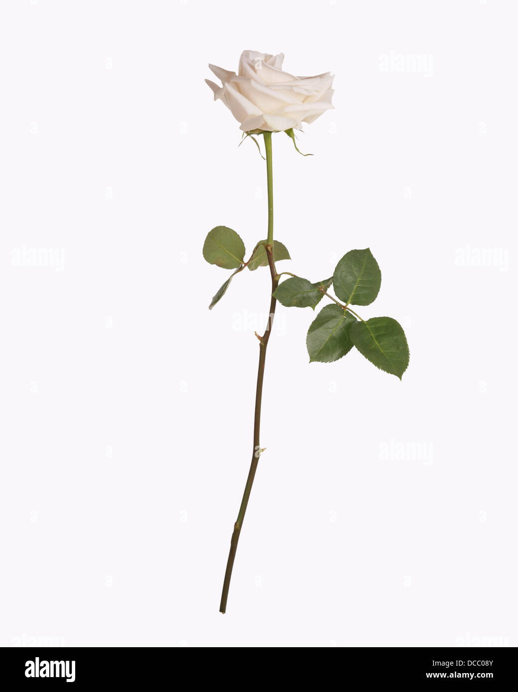 Seule rose blanche Banque de photographies et d’images à haute ...
