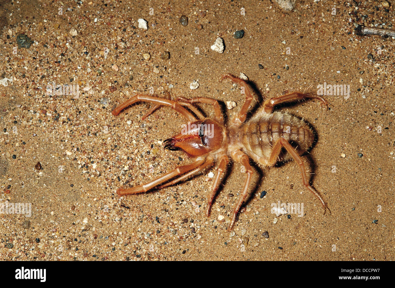 Sun spider solifugae Banque de photographies et d’images à haute ...