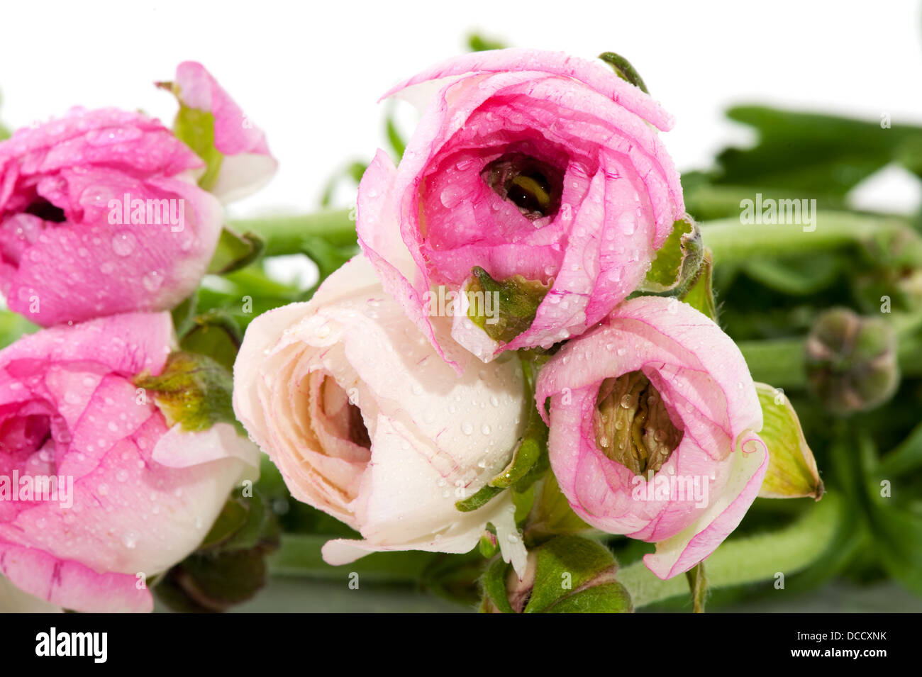 Renoncules roses Banque de photographies et d’images à haute résolution ...