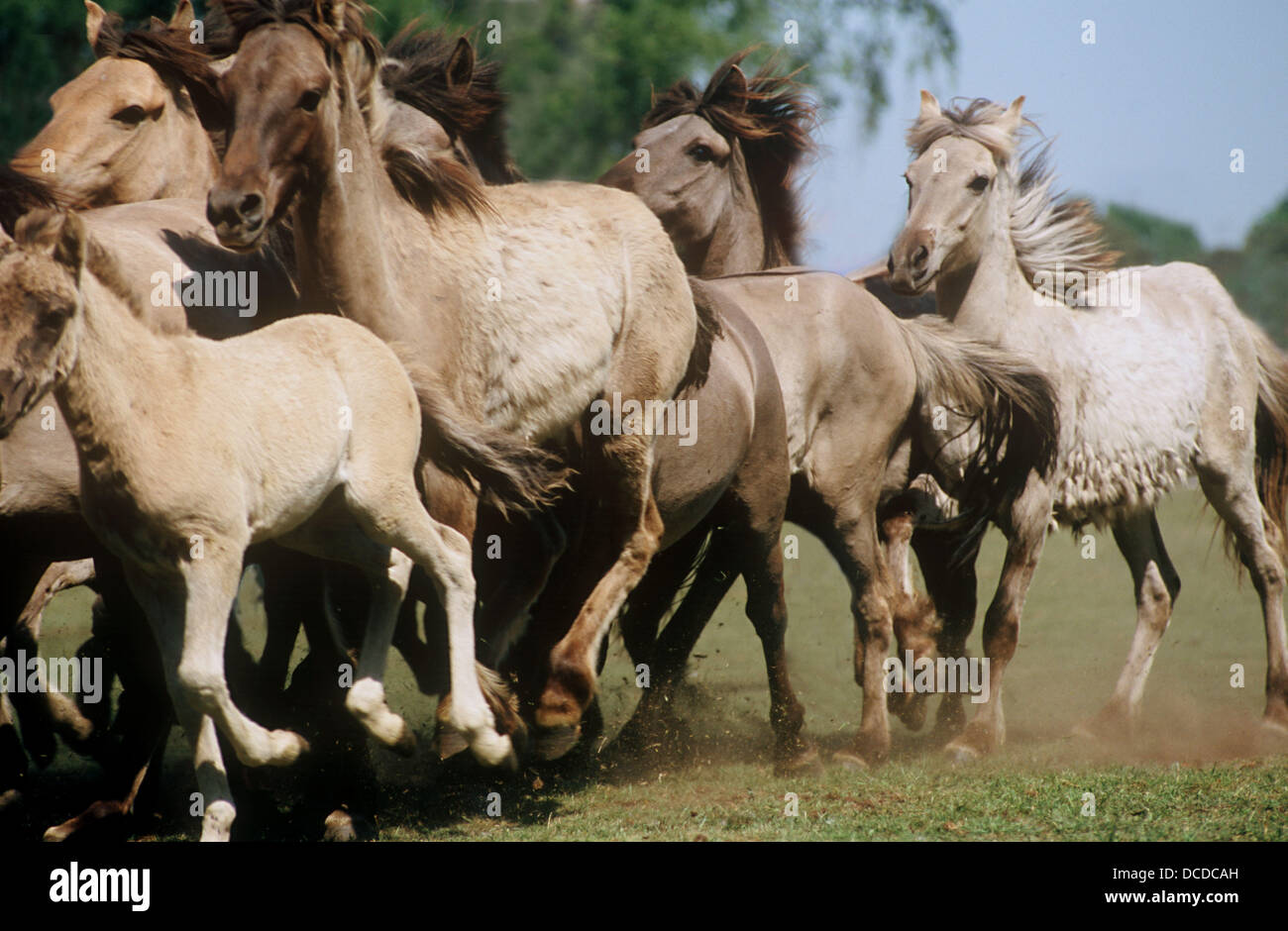 Dulmen ponies Banque de photographies et d’images à haute résolution ...