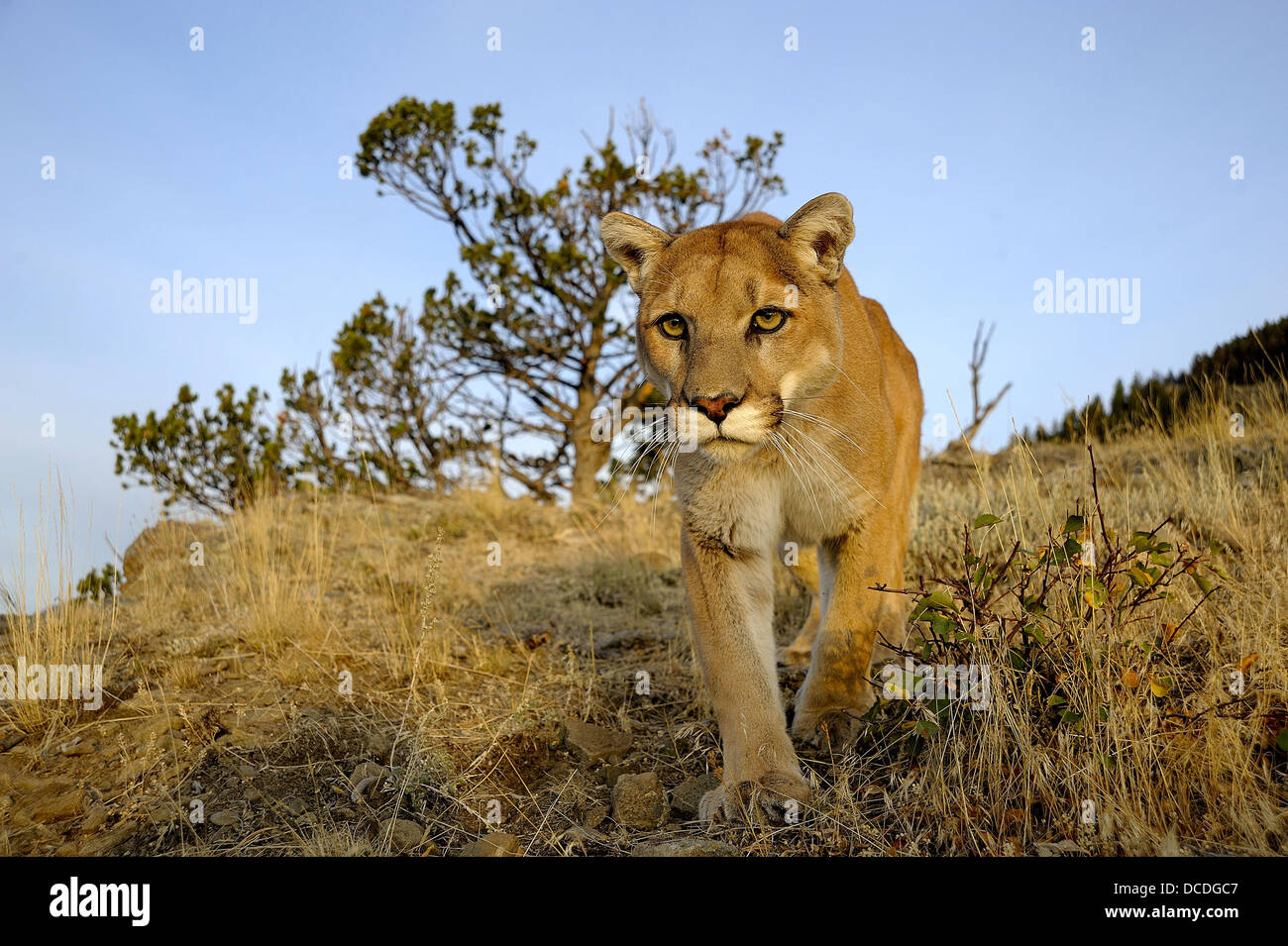 Puma concolor Banque de photographies et d’images à haute résolution ...
